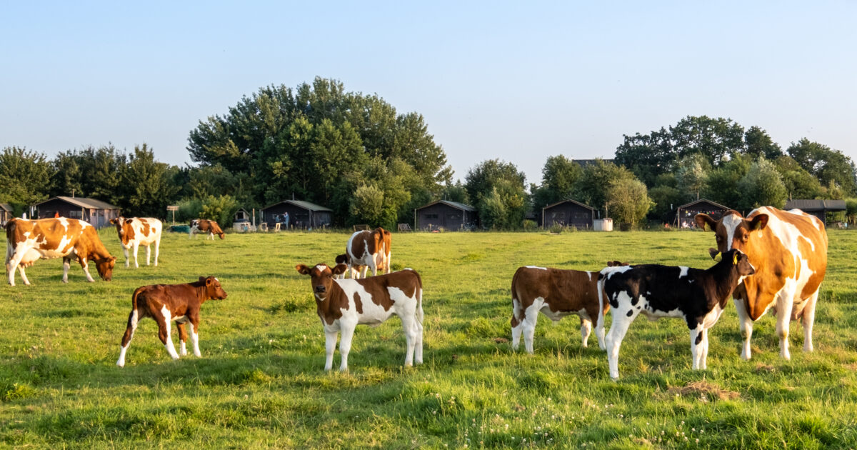 Vind jullie ideale boerderij - BoerenBed